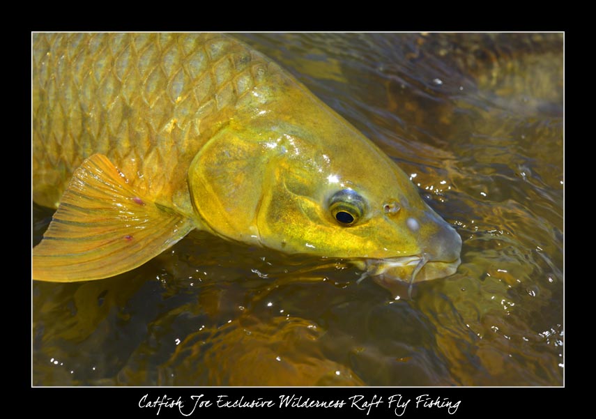 Fly Fishing Photo Gallery | Fly fishing for Yellowfish Pictures ...